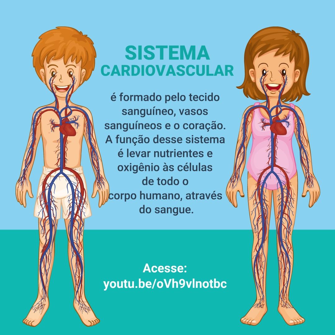 Guia Completo Dos Sistemas Do Corpo Humano Veja Todos Colecao Atlas Do