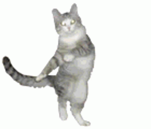 Gif De Gato Dancando I'LL SHOW YOU SLOP — Society Needs More Cat